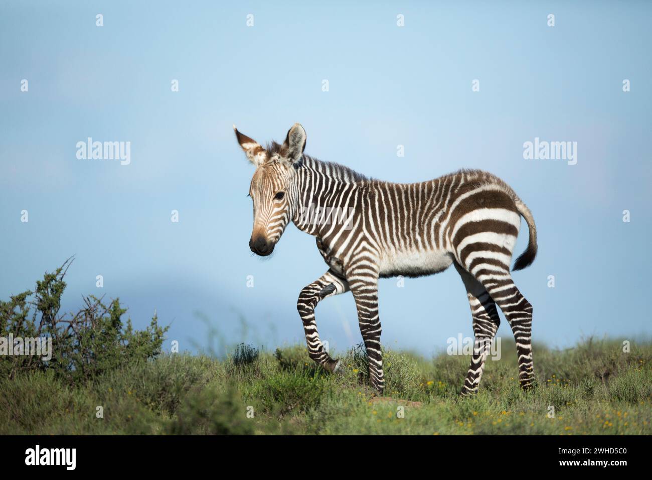 Africa, young animal, Mountain Zebra (Equus zebra), Mountain Zebra ...