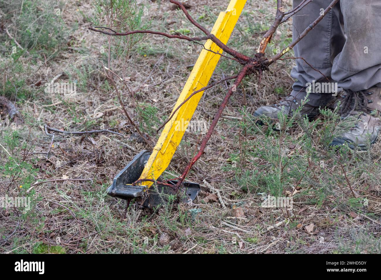Person using a tree popper to remove small silver birch tree, heathland ...