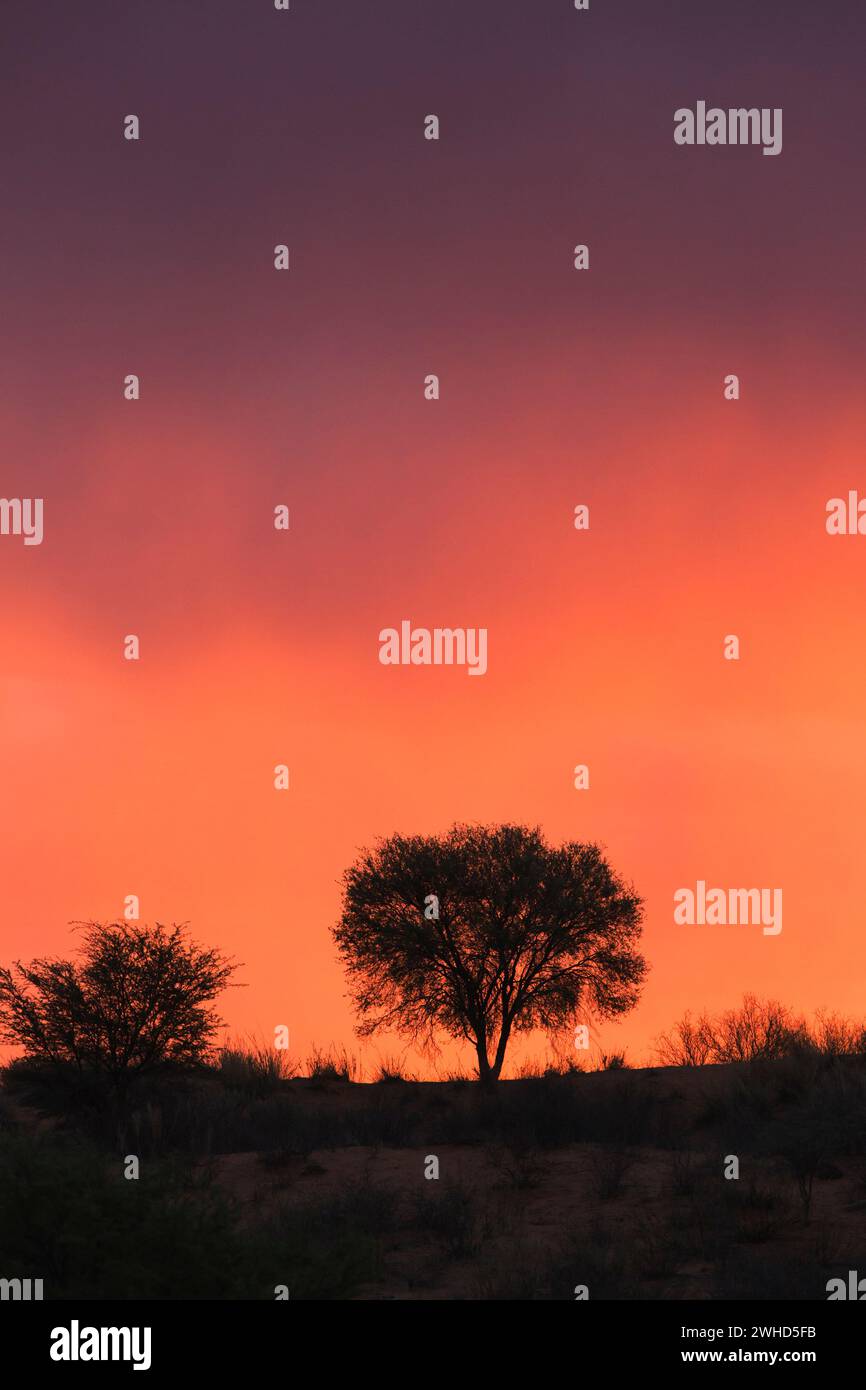 Northern Cape Province, silhouette, sunset, tree, scenic, bush, daytime ...