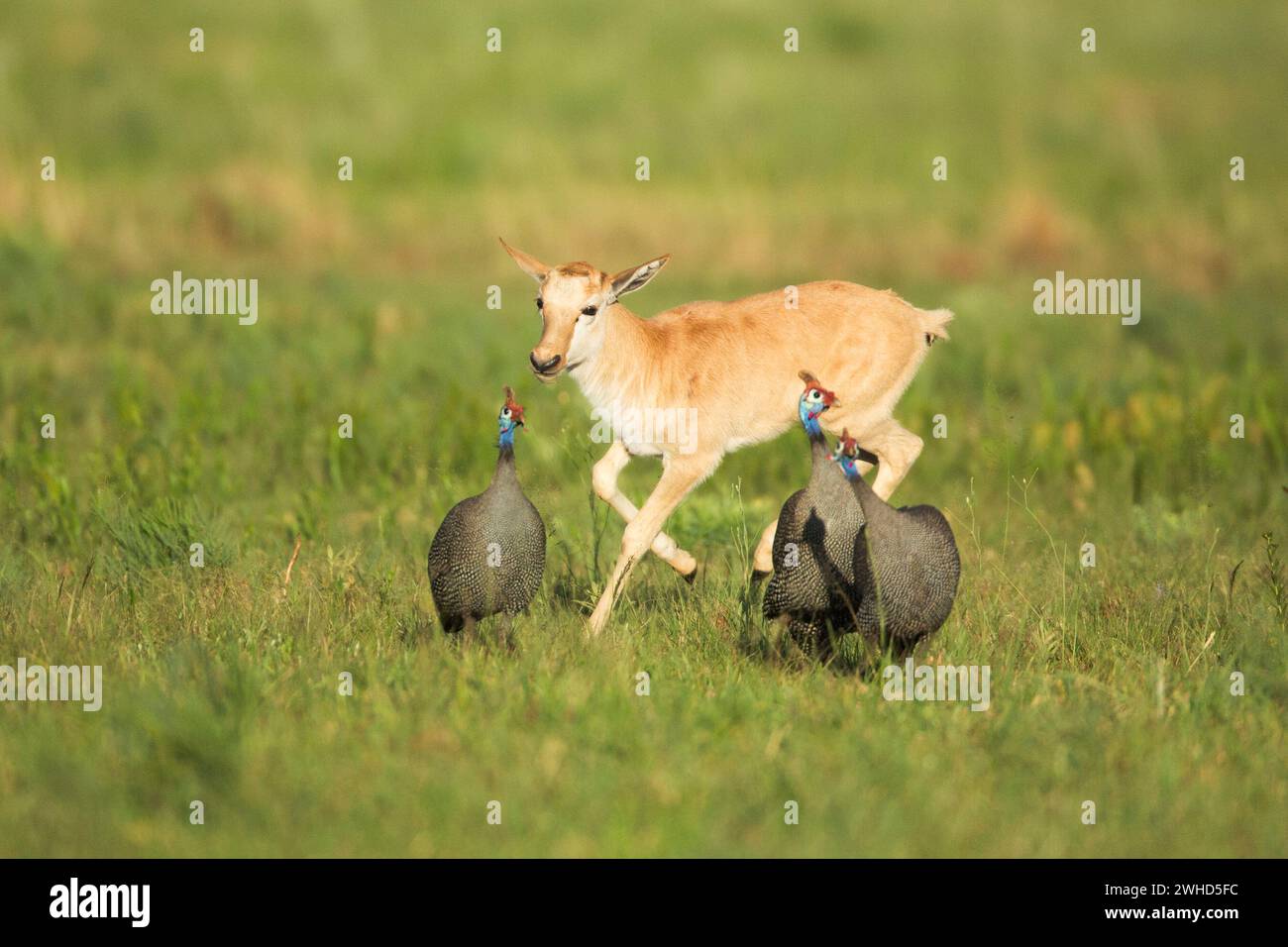 Africa, young animal, Blesbok (Damaliscus dorcas phillipsi), Gauteng ...