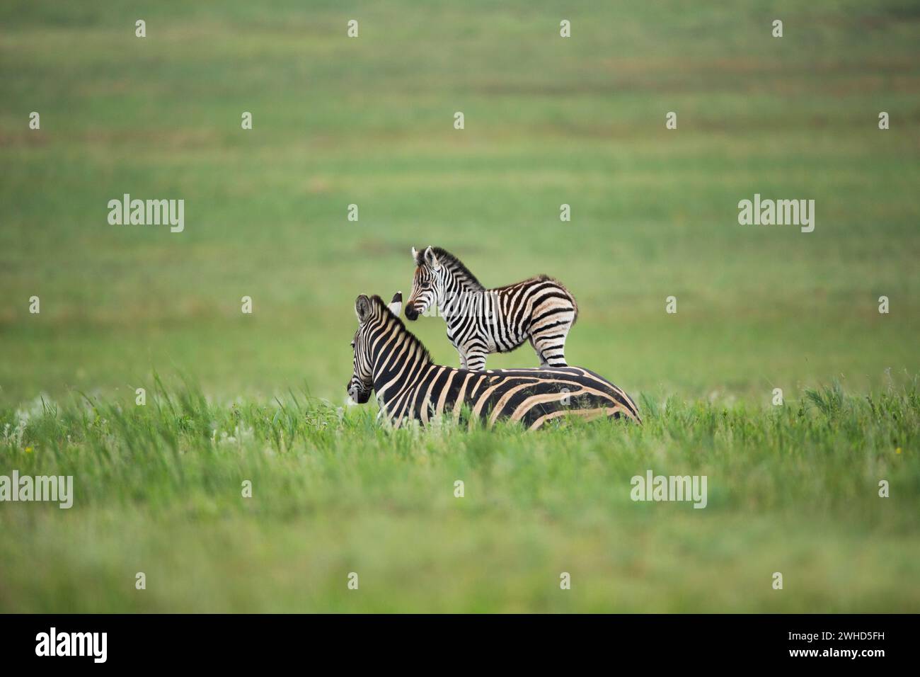 Africa, young animal, Gauteng Province, near threatened species, IUCN ...