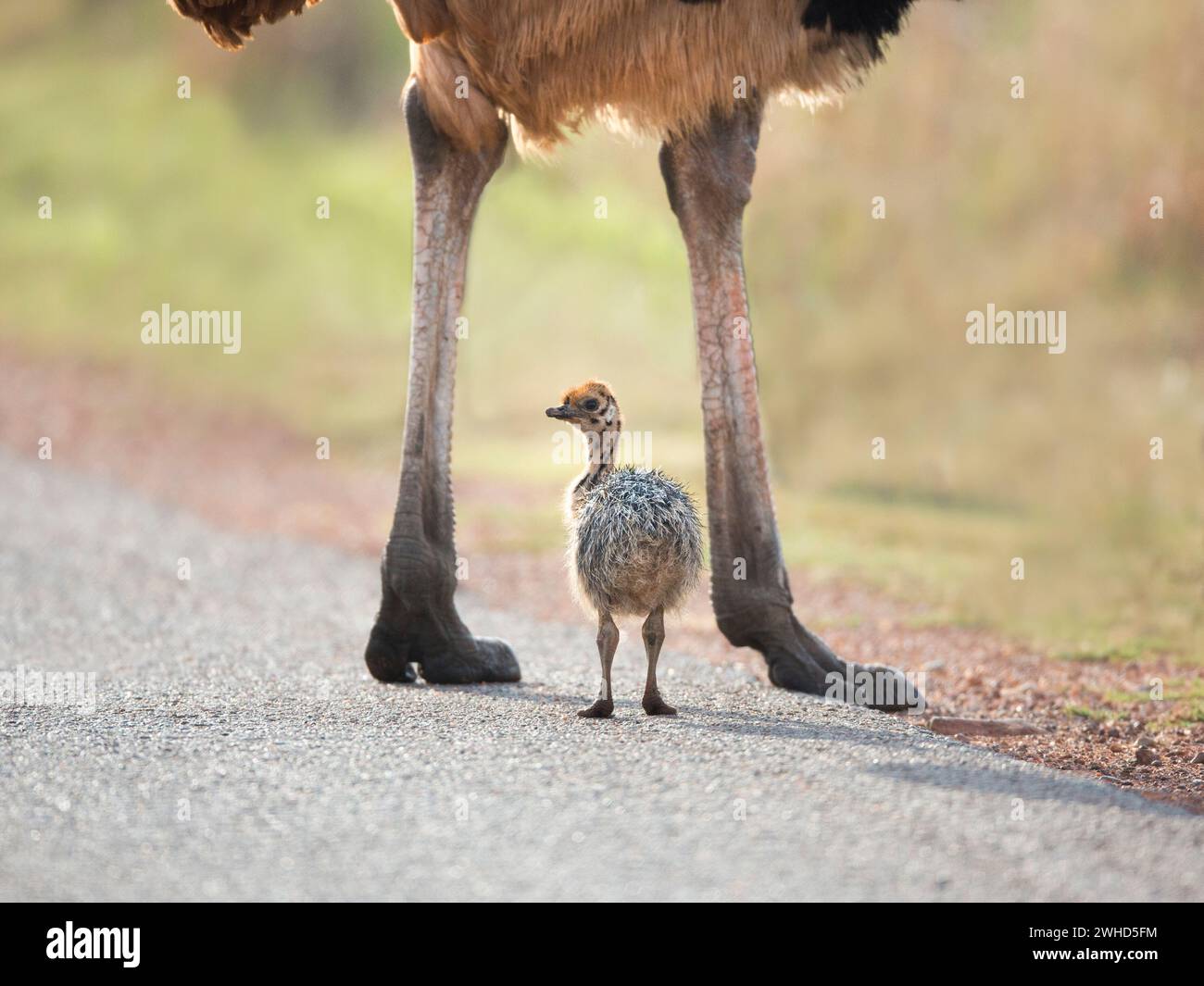 Africa, young animal, Gauteng Province, Ostrich (Struthio camelus ...
