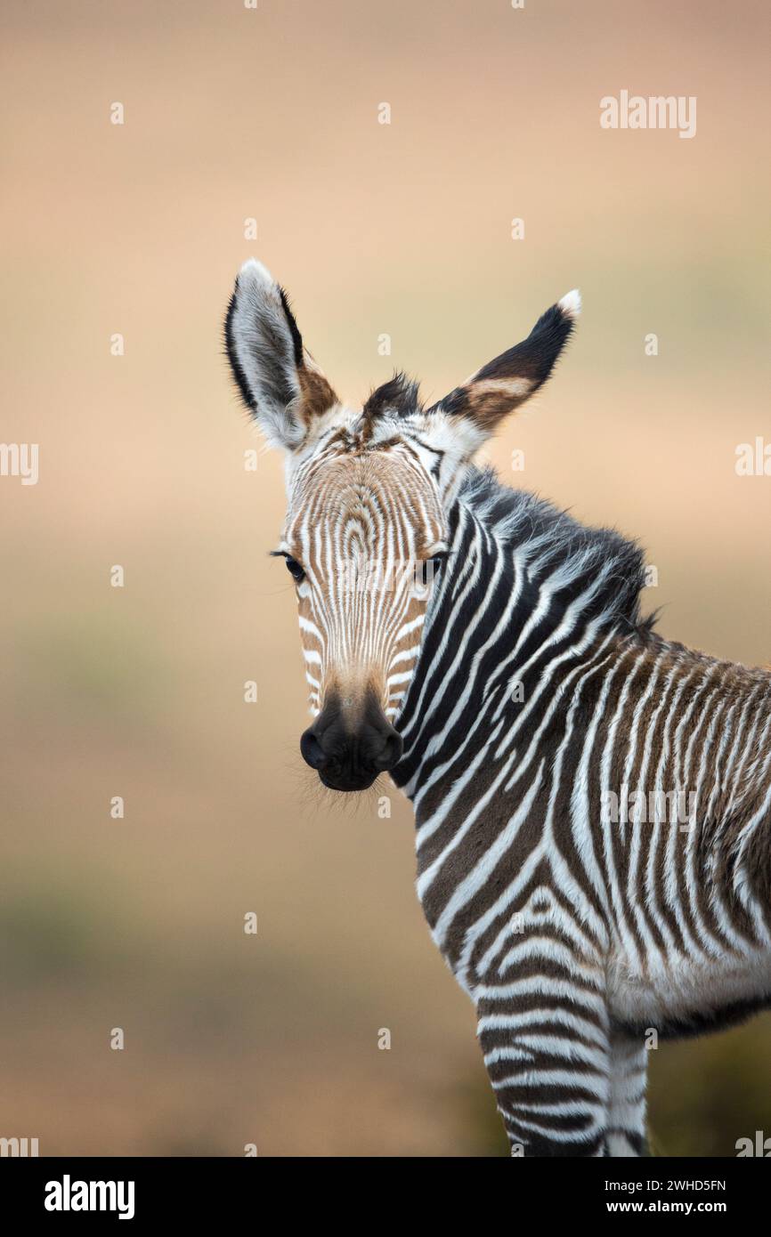 Africa, young animal, daytime, Karoo National Park, Mountain Zebra ...