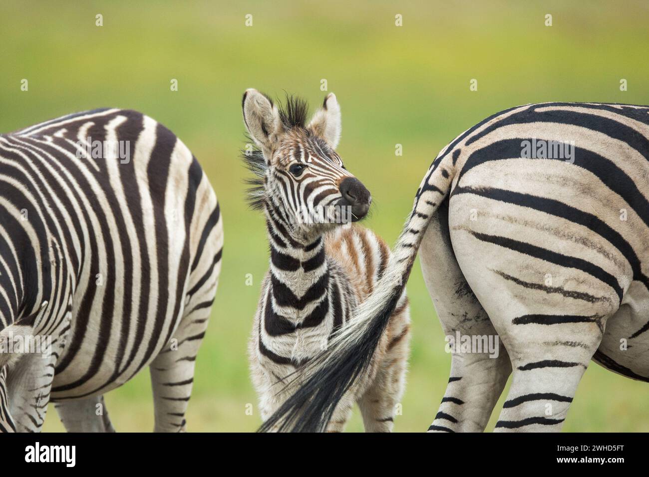 Africa, young animal, Gauteng Province, near threatened species, IUCN ...
