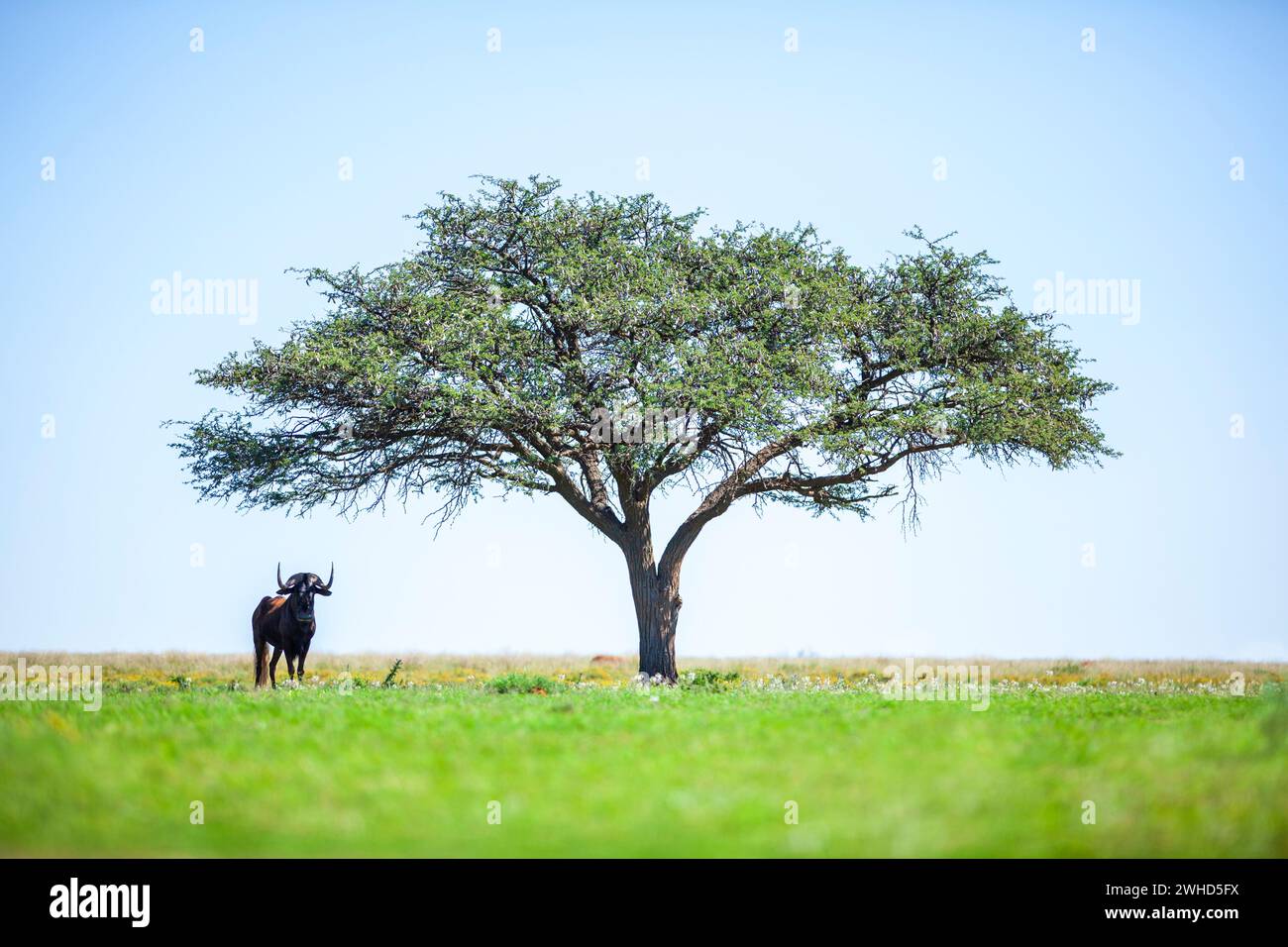 Acacia, Africa, Black Wildebeest (Connochaetus gnou), Mokala National ...