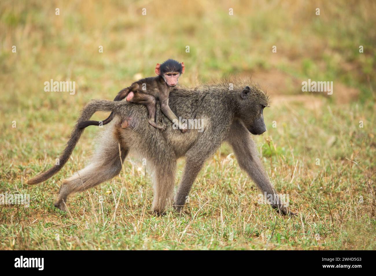 Africa, young animal, Chacma baboon (Papio ursinus), Kruger National ...