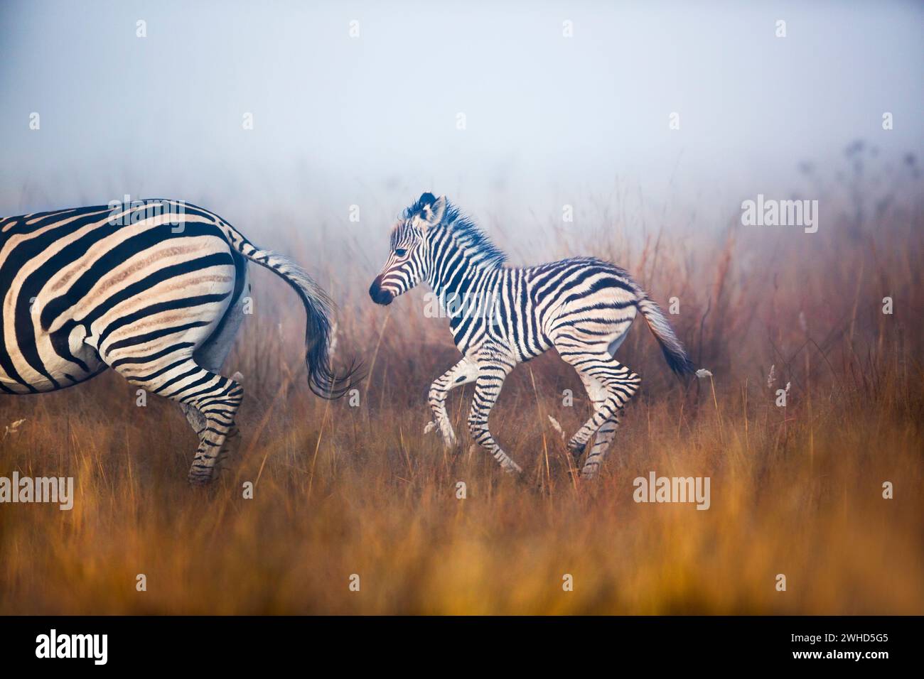 Africa, animals in the wild, young animal, daytime, Gauteng Province ...