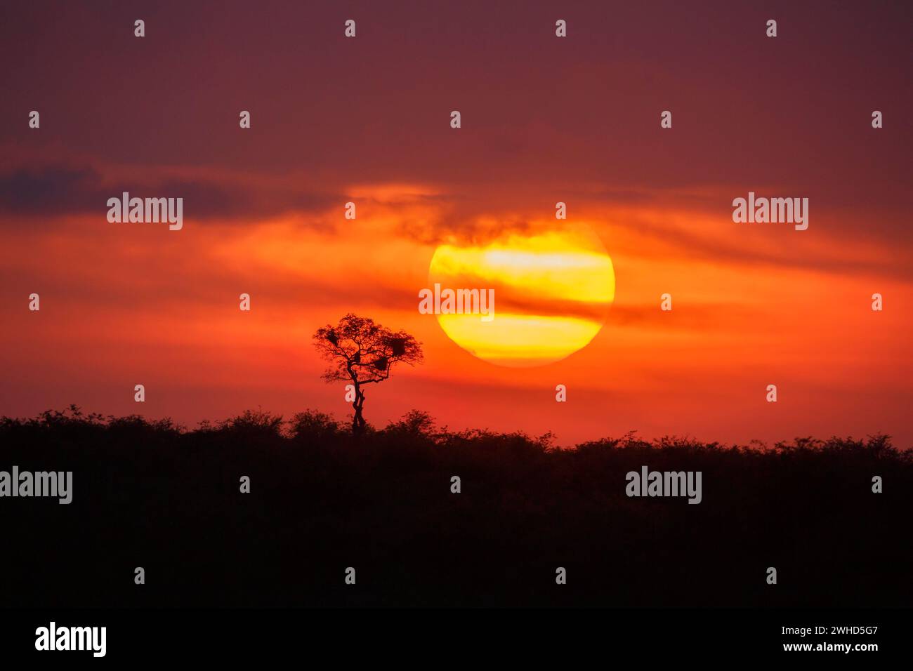 Africa, beauty in nature, bush, clouds, copy space, dawn, daytime ...