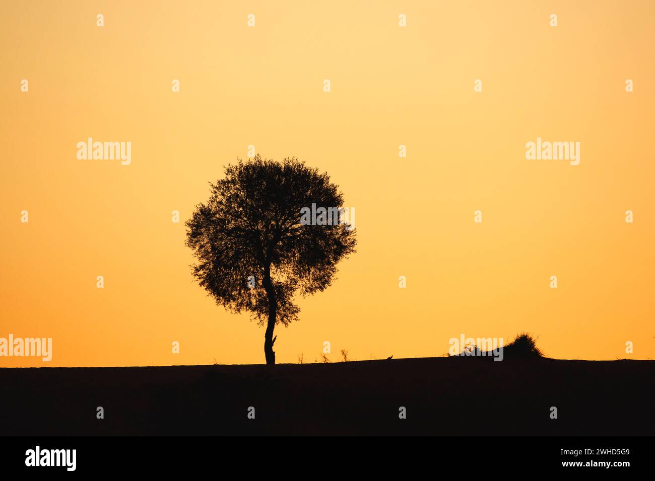 Northern Cape Province, silhouette, sunset, tree, scenic, bush, daytime ...