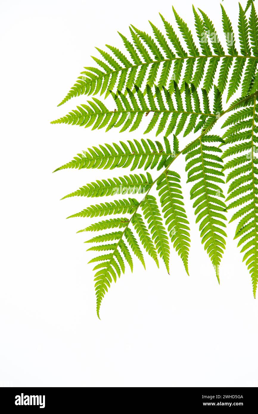 Africa, fern, forest, Garden Route, Garden Route National Park, Hi-Key ...