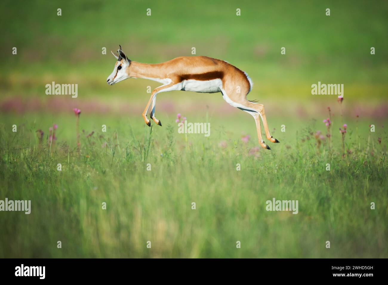 Africa, Gauteng Province, Rietvlei Nature Reserve, South Africa ...