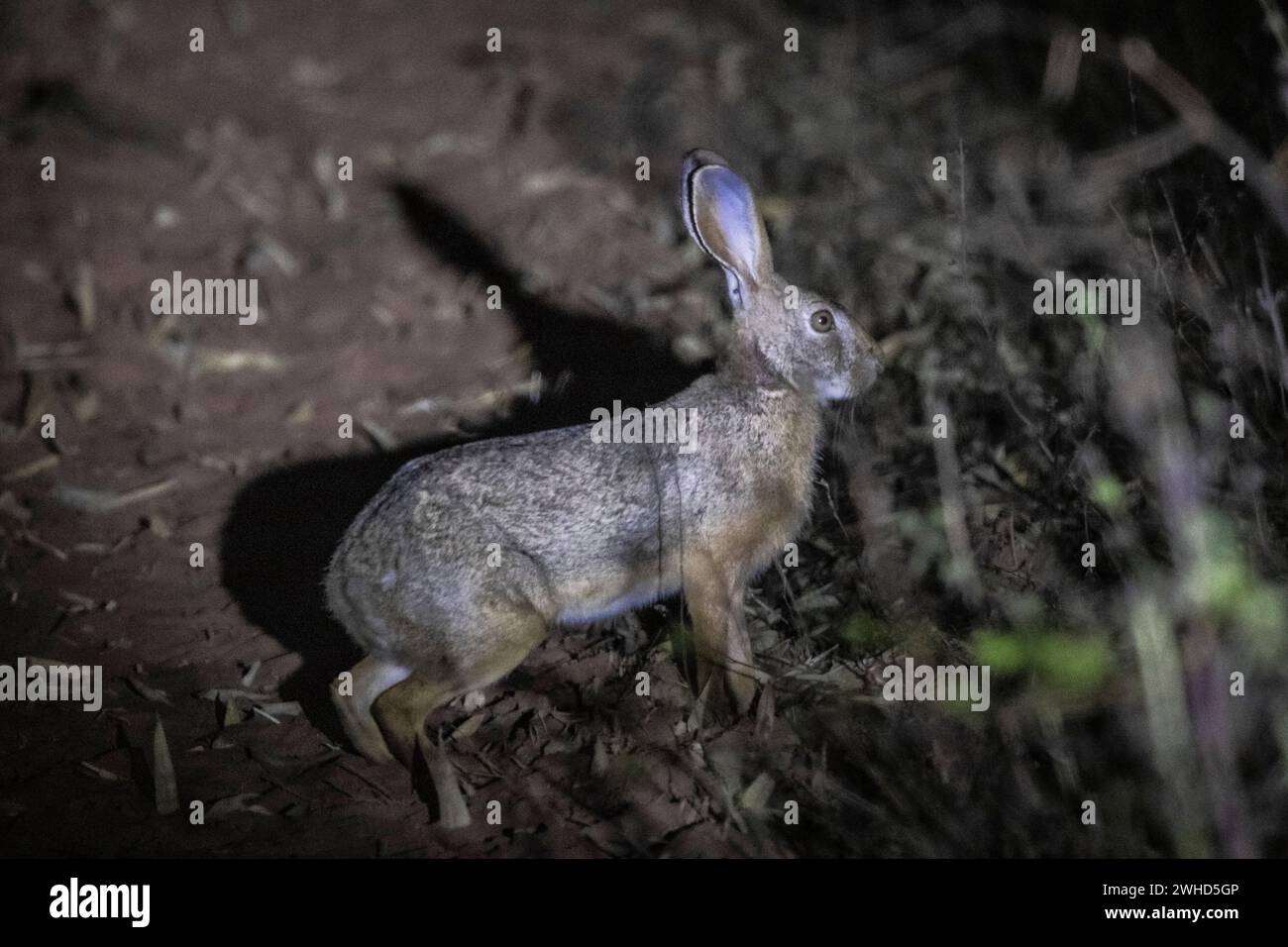 Indian Hare, Lepus nigricollis, Panna, Madhya Pradesh, India Stock ...