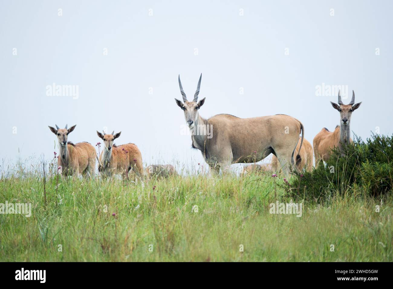 Africa, young animal, Eland (Taurotragus oryx), Gauteng Province ...