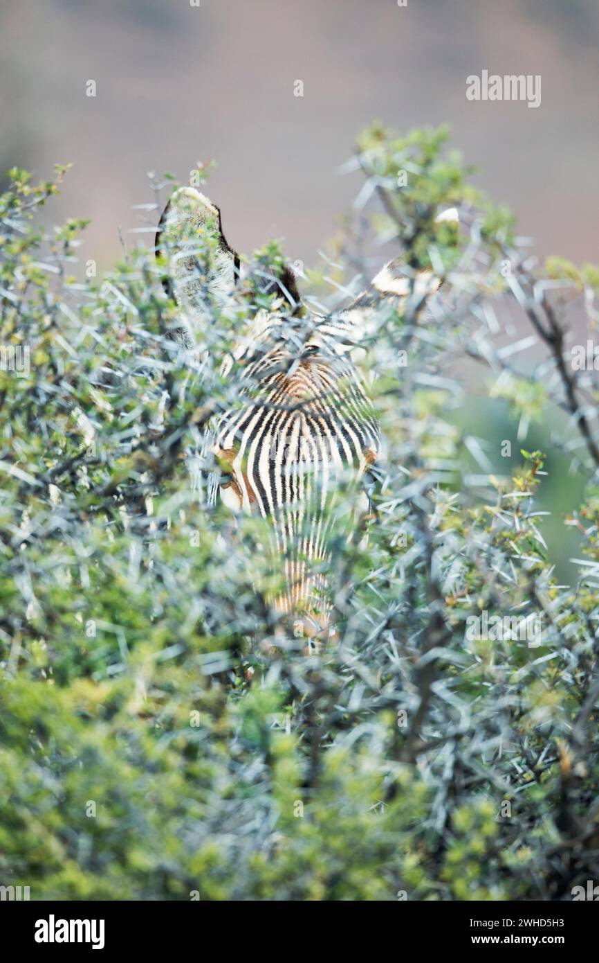 Acacia karoo south africa hi-res stock photography and images - Alamy
