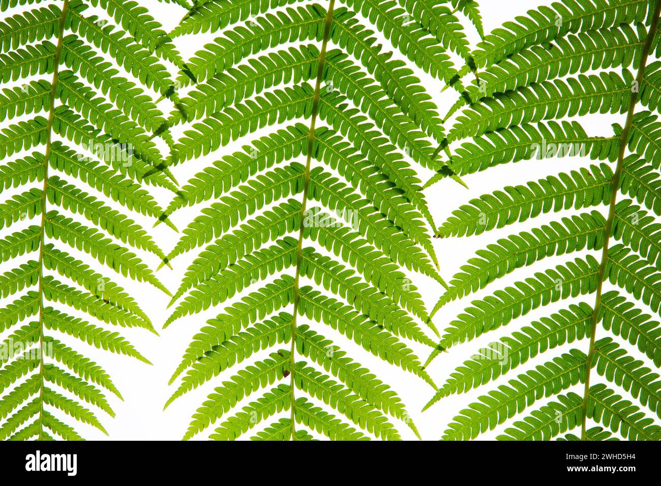 Africa, fern, forest, Garden Route, Garden Route National Park, Hi-Key ...