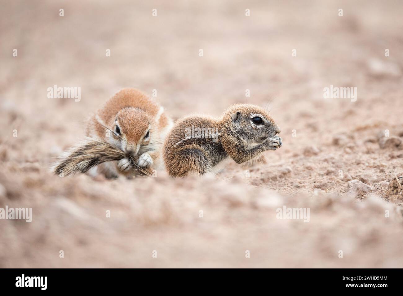 Africa, young animal, Ground Squirrel (Xerus inauris), Kgalagadi ...