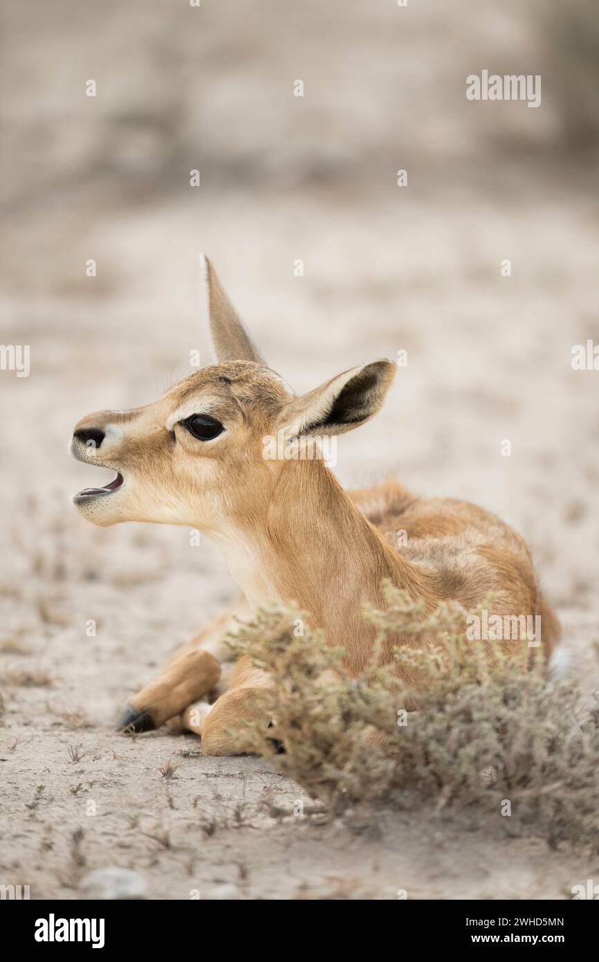 Africa, young animal, Kgalagadi Transfrontier Park, Northern Cape ...