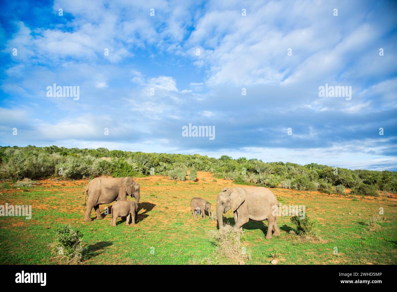 Addo Elephant National Park, Africa, young animal, Eastern Cape ...