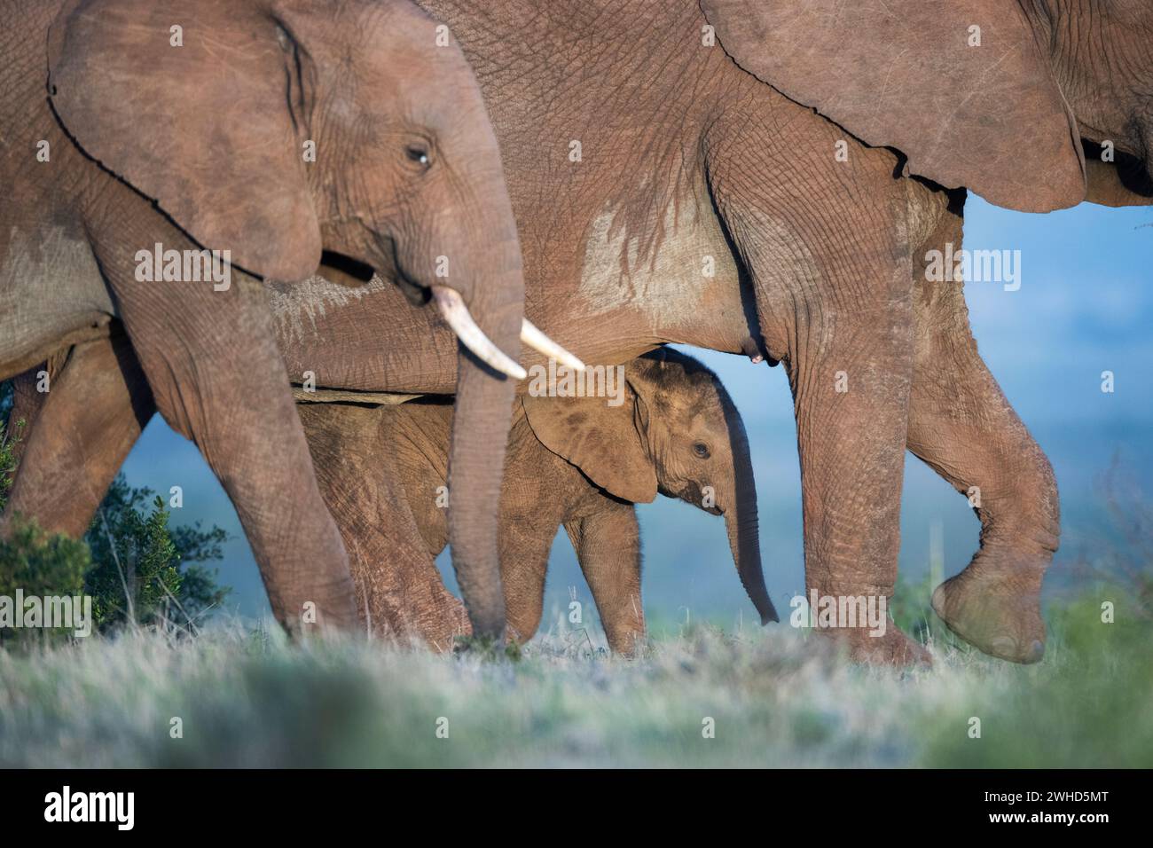 Endangered species iucn redlist hi-res stock photography and images - Alamy