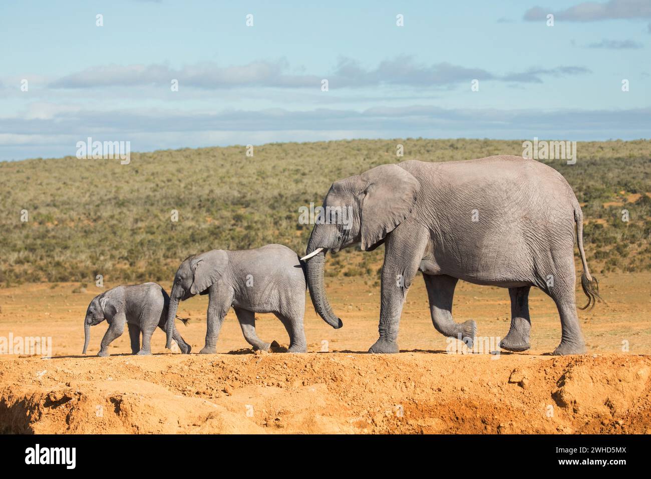 Addo Elephant National Park, Africa, young animal, Eastern Cape ...