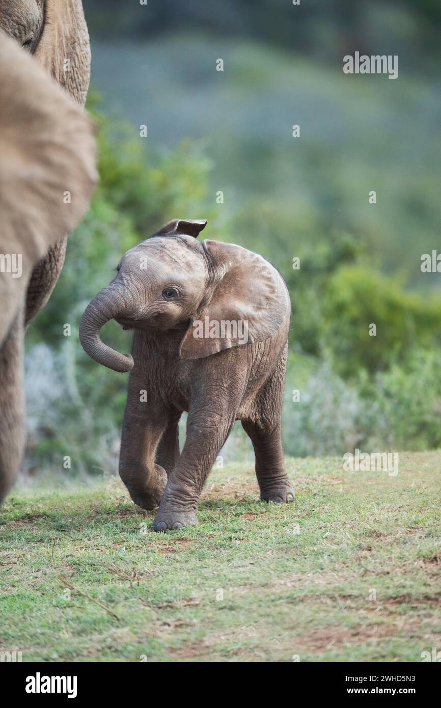 Addo Elephant National Park, Africa, young animal, Eastern Cape ...