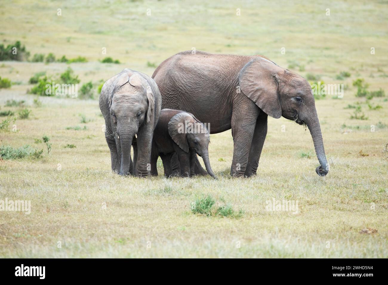 Addo Elephant National Park, Africa, young animal, Eastern Cape ...