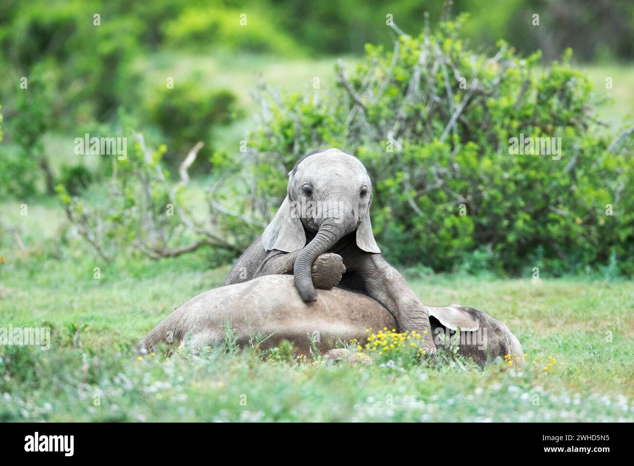 Addo Elephant National Park, Africa, young animal, Eastern Cape ...