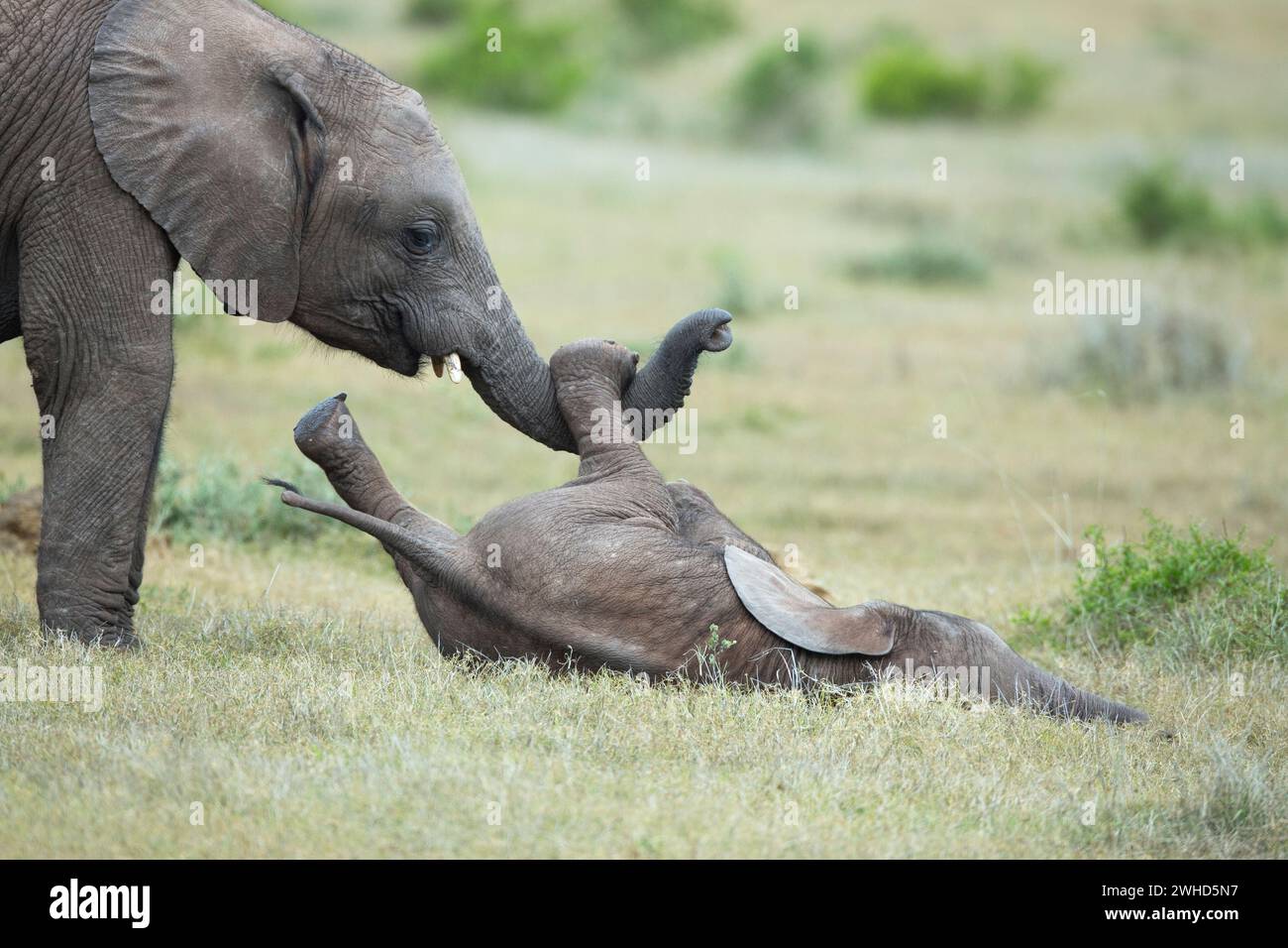 Endangered species iucn redlist hi-res stock photography and images - Alamy