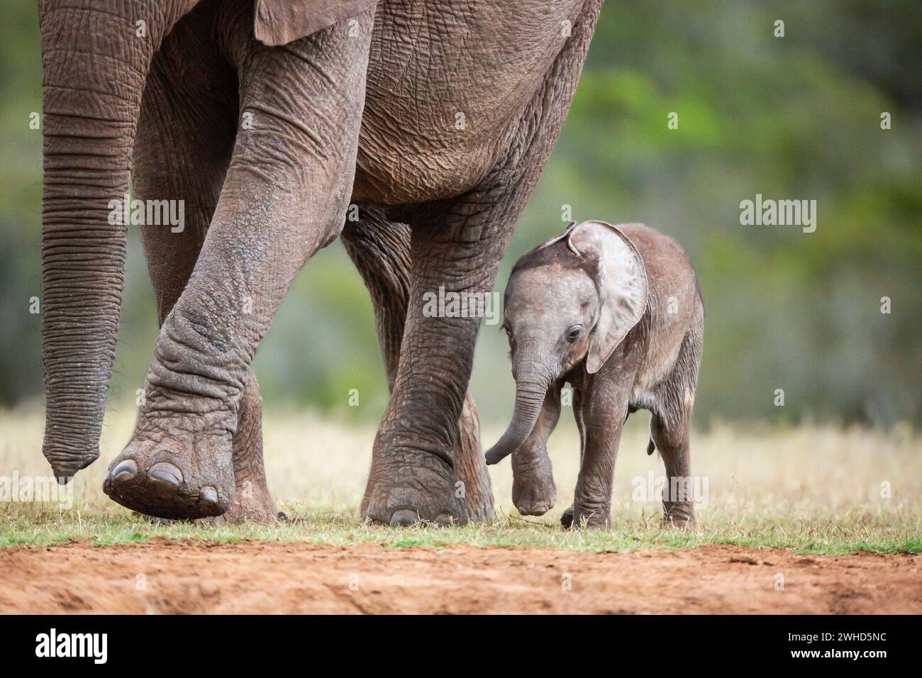 Addo Elephant National Park, Africa, young animal, Eastern Cape ...
