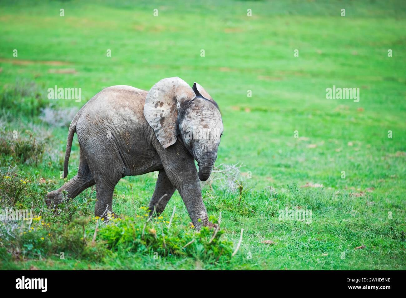 Endangered species iucn redlist hi-res stock photography and images - Alamy