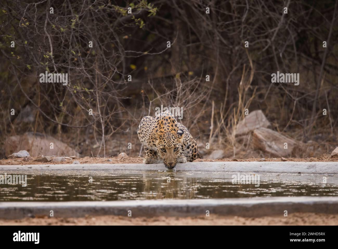 Indian Leopard, male, portrait, Panthera pardus fusca, Jhalana ...