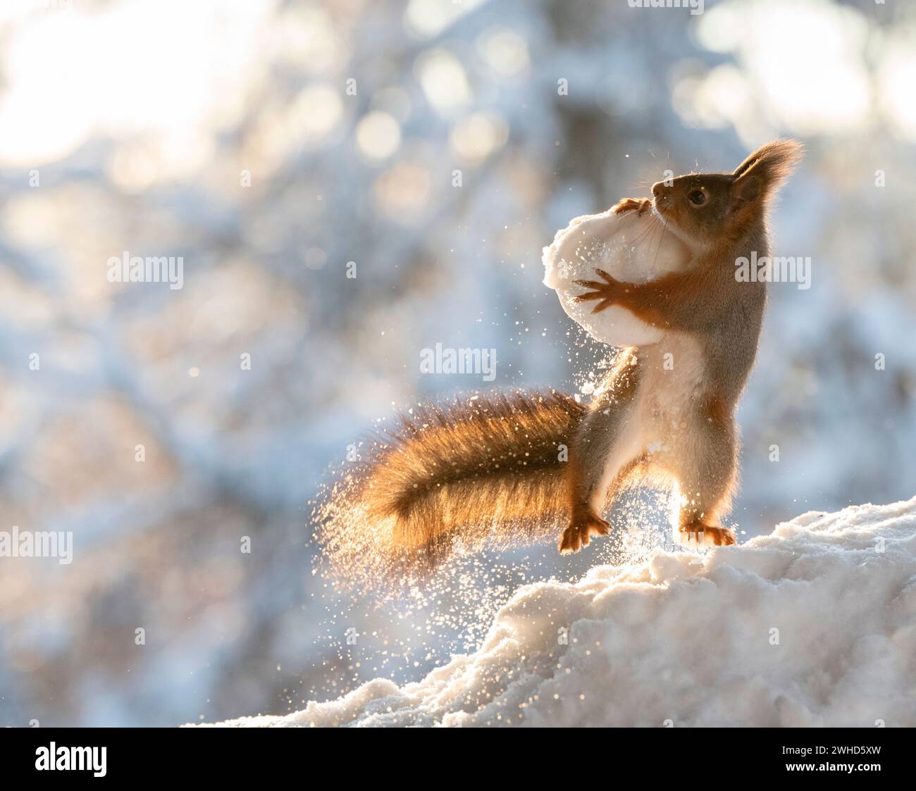 Squirrel holding hi-res stock photography and images - Alamy