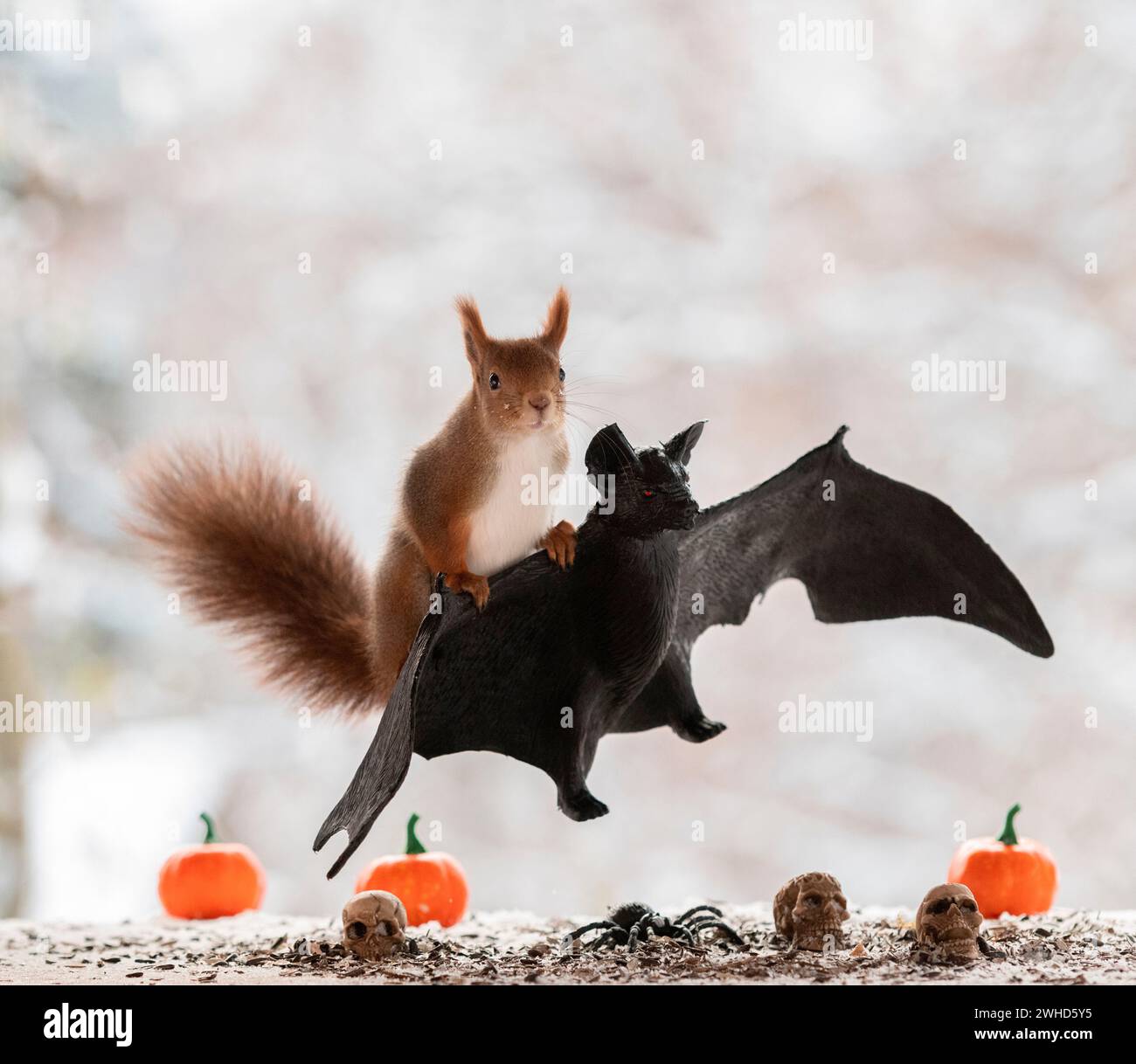 Scary squirrel hi-res stock photography and images - Alamy