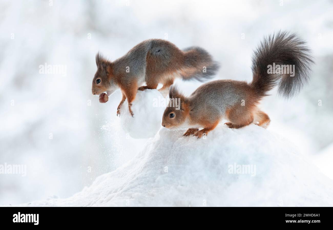Rolling the snowball hi-res stock photography and images - Alamy