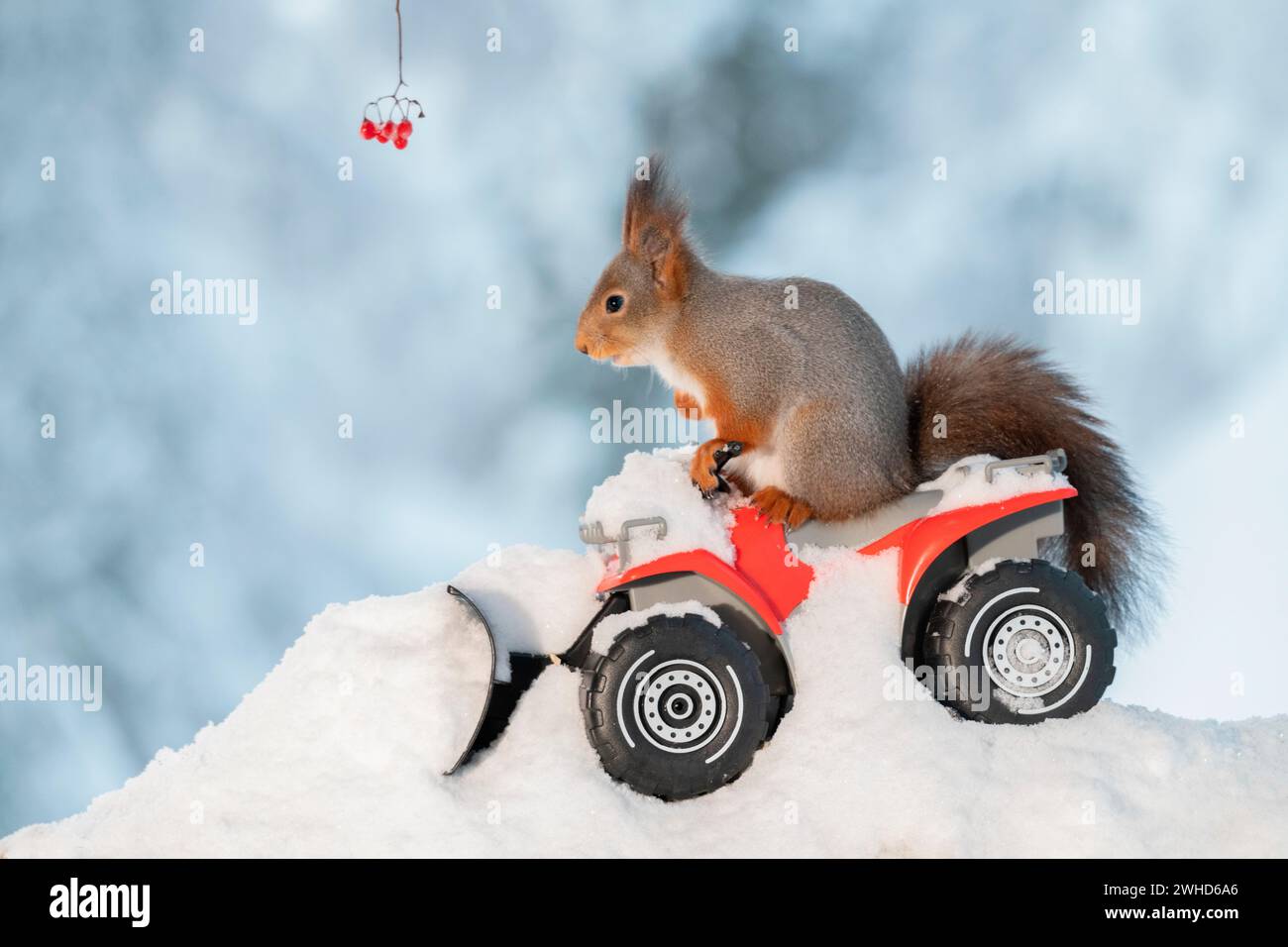 Squirrel quad hi-res stock photography and images - Alamy