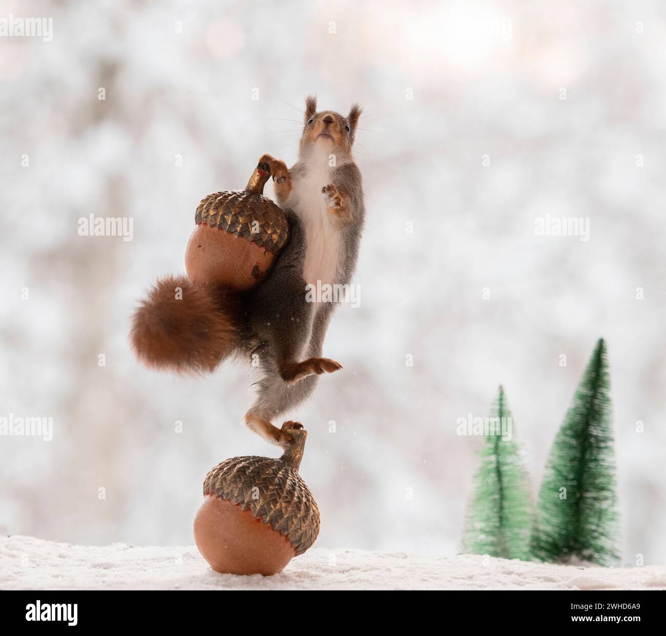 Squirrel holding acorns hi-res stock photography and images - Alamy