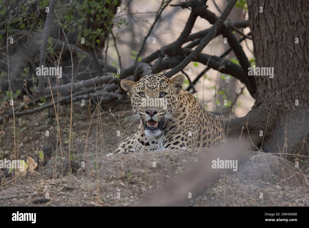 Indian Leopard, male, portrait, Panthera pardus fusca, Jhalana ...
