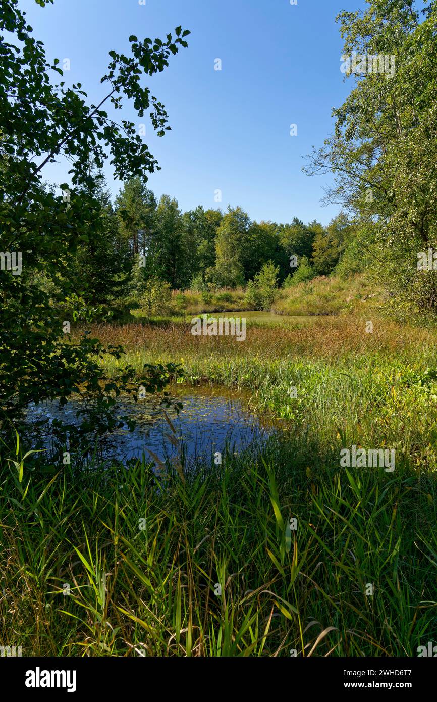 Wetland biotopes in Neuwirtshauser Forst in the Rhön Biosphere Reserve ...