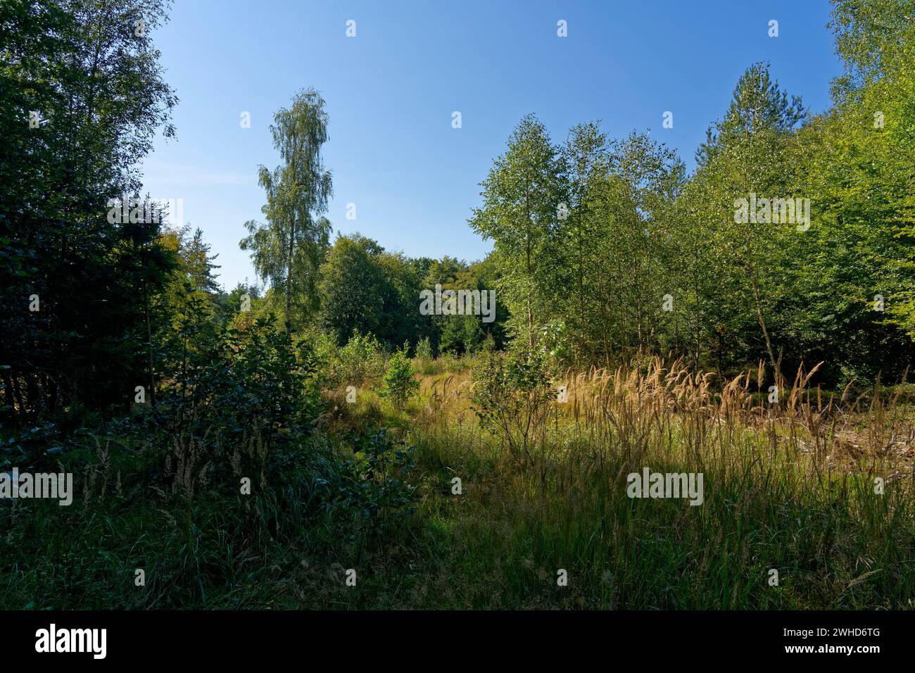 Wetland biotopes in Neuwirtshauser Forst in the Rhön Biosphere Reserve ...