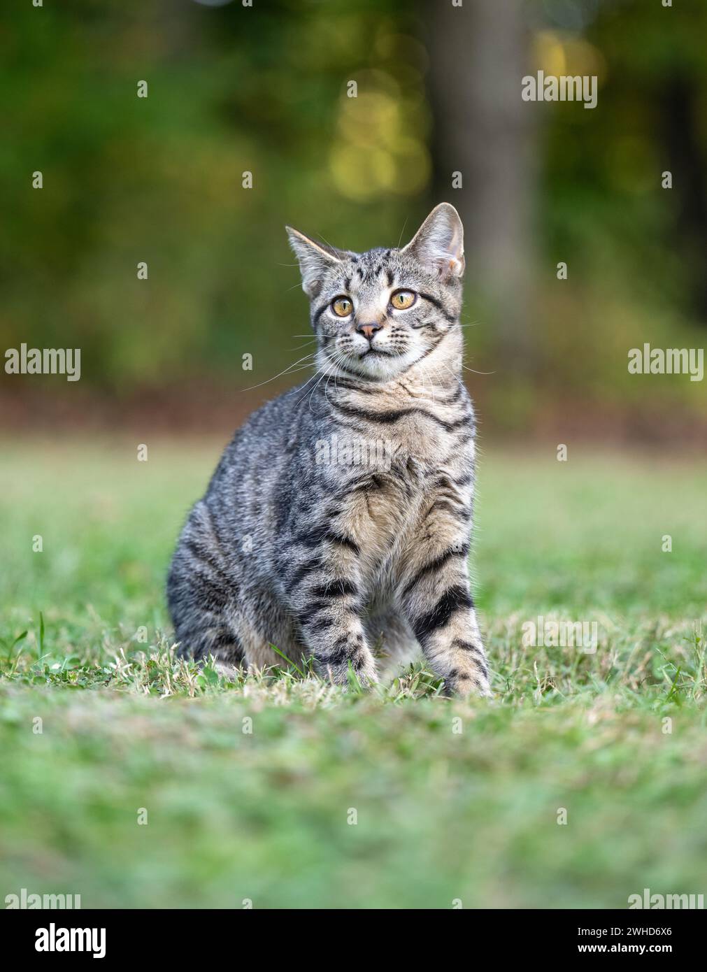 Portrait of cute tabby cat outdoors with green background in summer ...