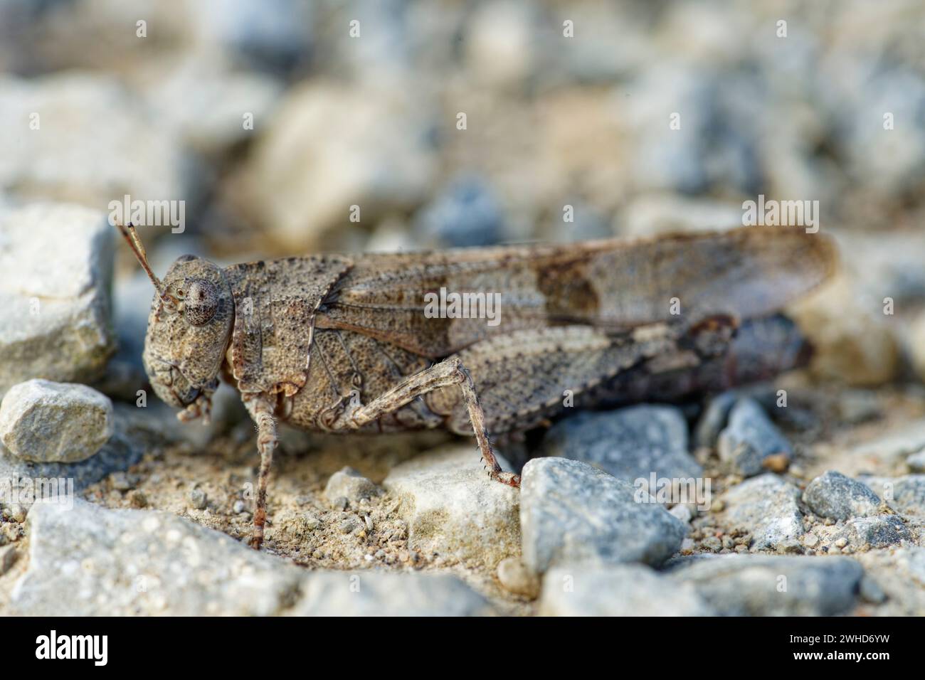 Blue-winged grasshopper, Oedipoda caerulescens Stock Photo - Alamy