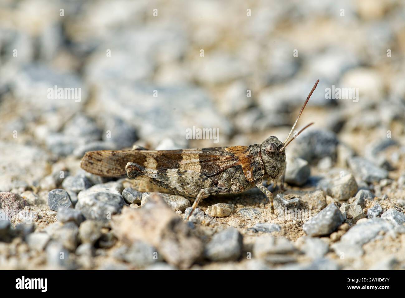 Blue-winged grasshopper, Oedipoda caerulescens Stock Photo - Alamy