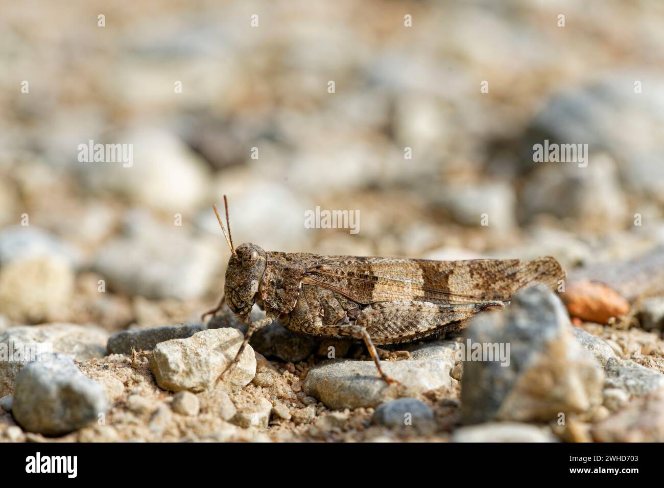 Blue-winged grasshopper, Oedipoda caerulescens Stock Photo - Alamy