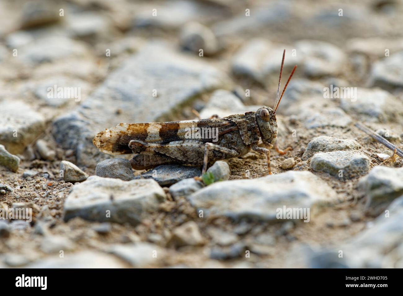 Blue-winged grasshopper, Oedipoda caerulescens Stock Photo - Alamy