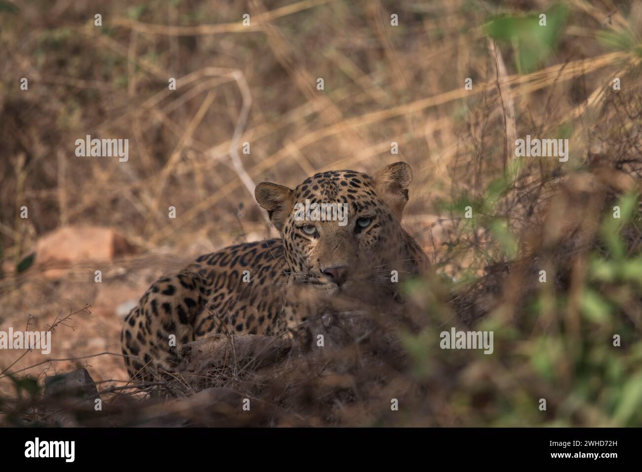 Indian Leopard, male, portrait, Panthera pardus fusca, Jhalana ...