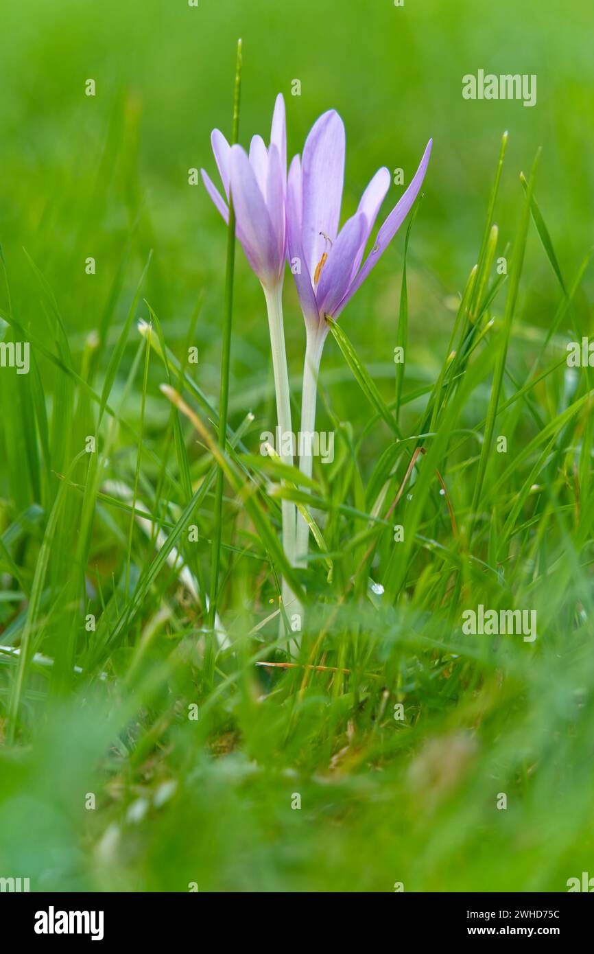 Colchicum autumnale autumn crocus hi-res stock photography and images ...