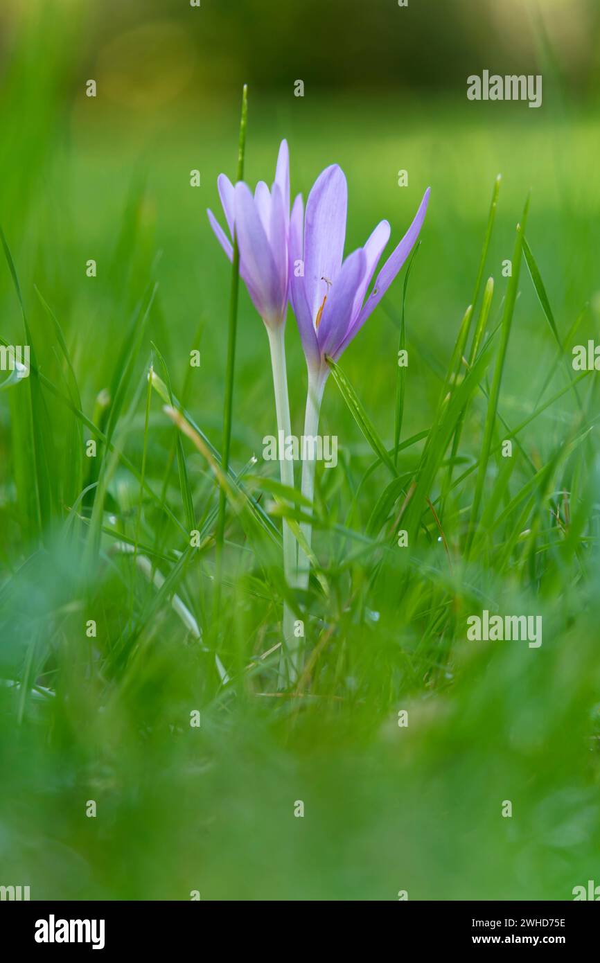 Poison crocus hi-res stock photography and images - Alamy