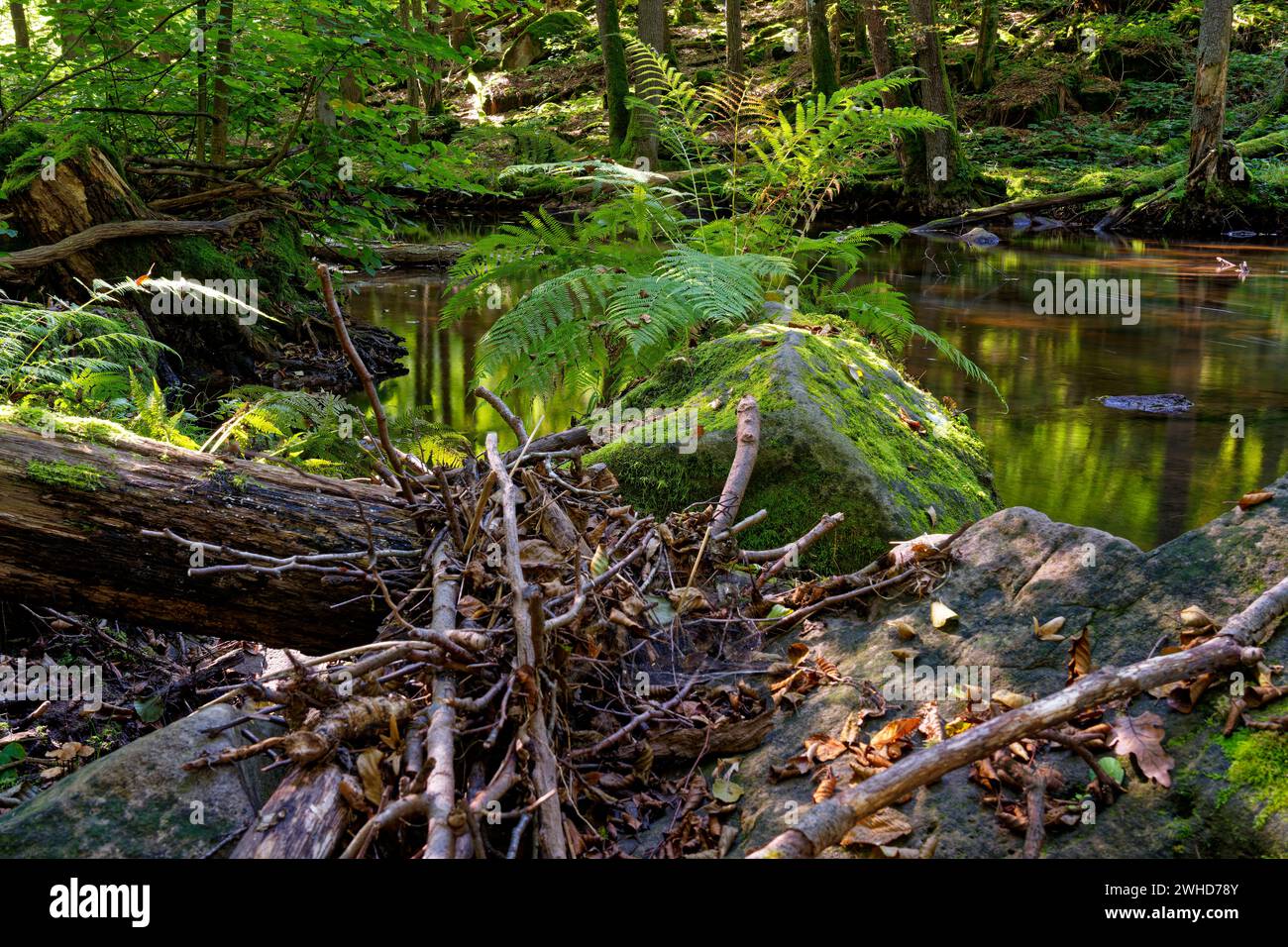 The course of the Thulba river in the core zone of the Rhön biosphere ...