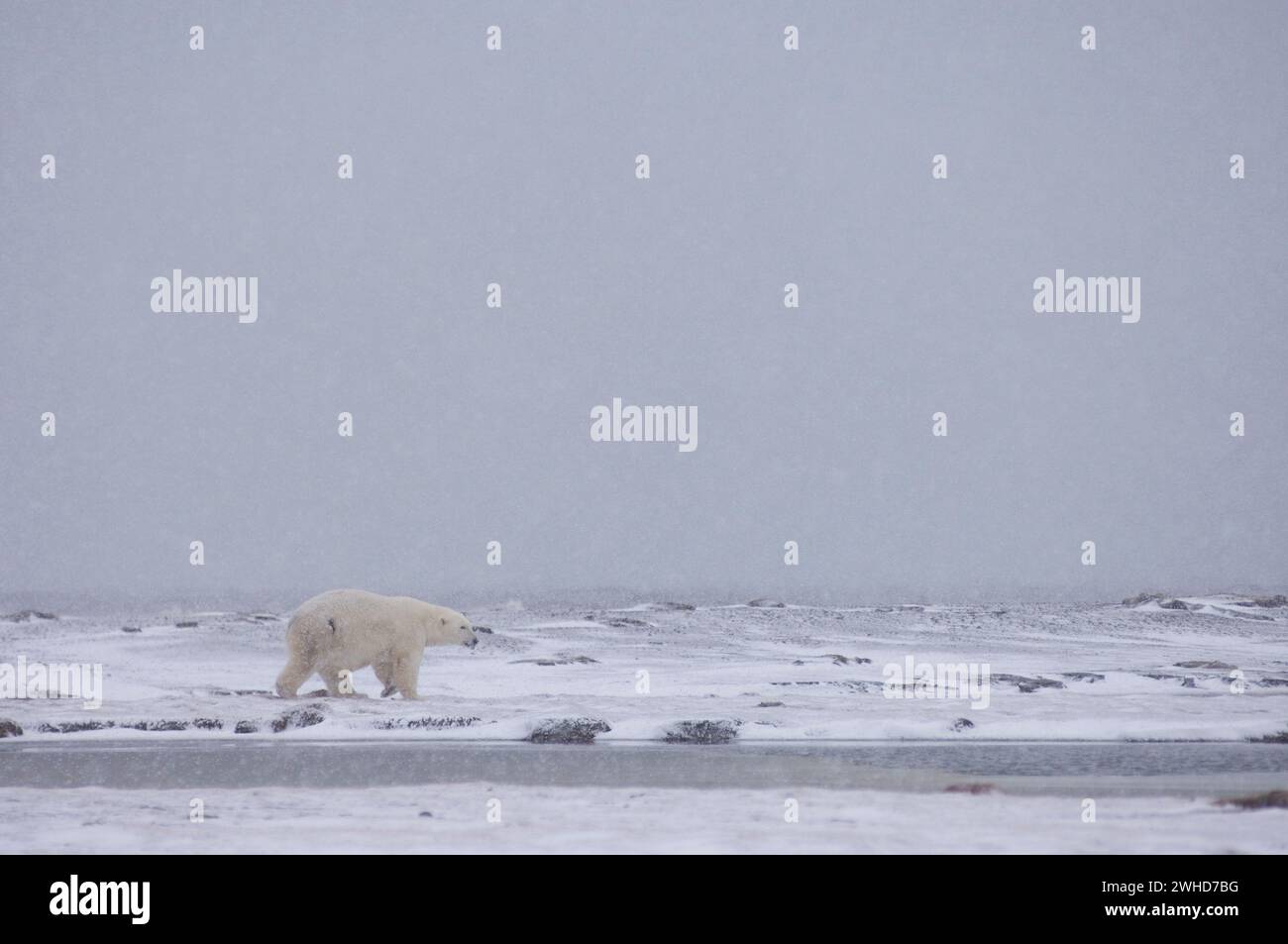 polar bear, Ursus maritimus Boar neck thicker then head on a barrier ...