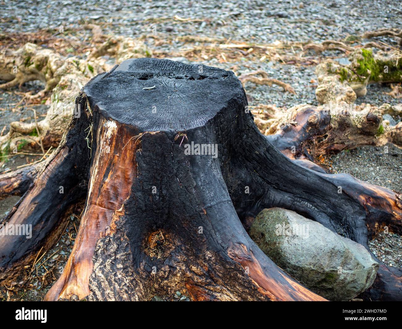 Burnt tree hi-res stock photography and images - Alamy